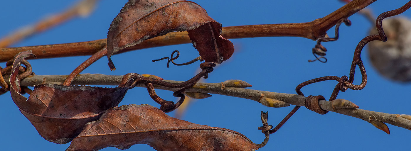 Will 2017 Be a Rare Vintage for Fixed Income Investors or Wither on the ...